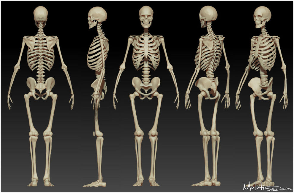 Ossos Do Corpo Humano Entenda O Sistema Esquel tico